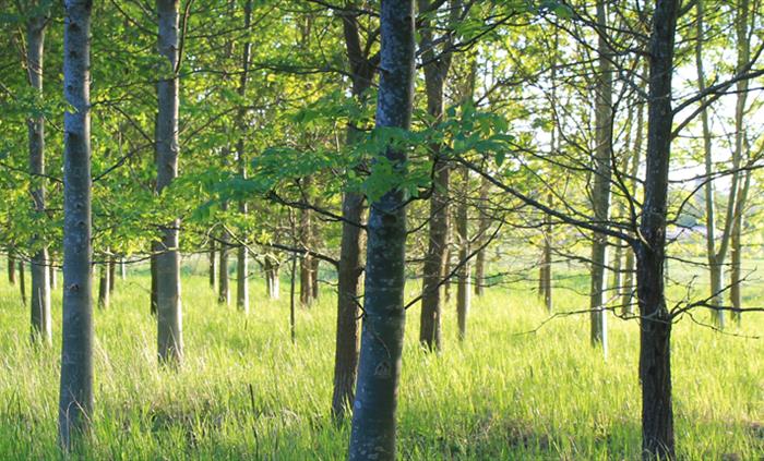 Balance your business’ year with a century of growth - Balance Eco Ltd